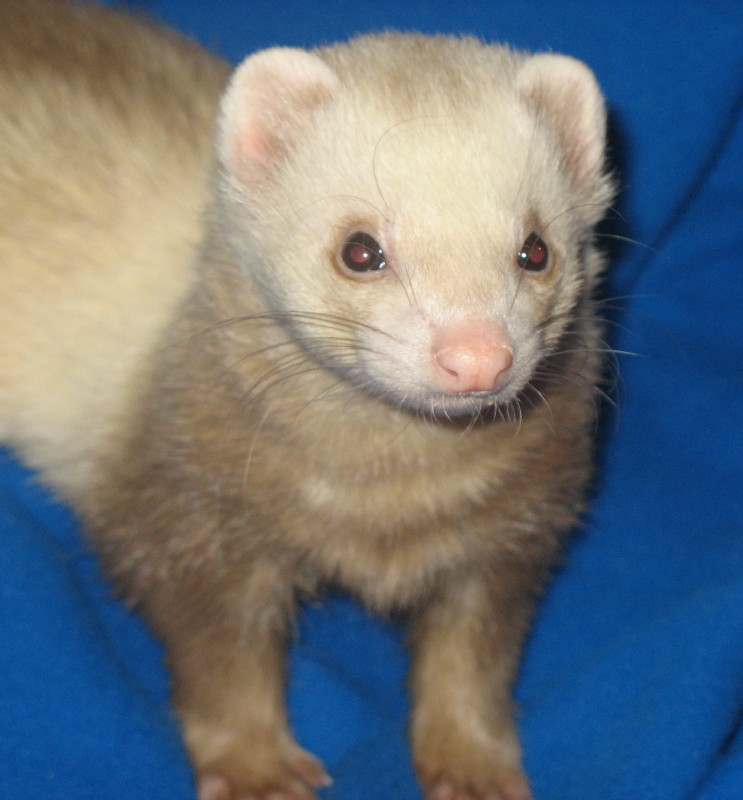 My Pet Ferret - Potter - MyConfinedSpace