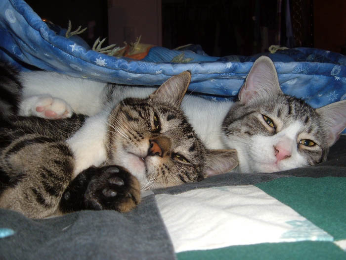 My pet cat(s)– Keyto and Farva - MyConfinedSpace