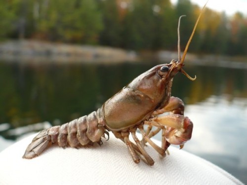 crayfish - MyConfinedSpace
