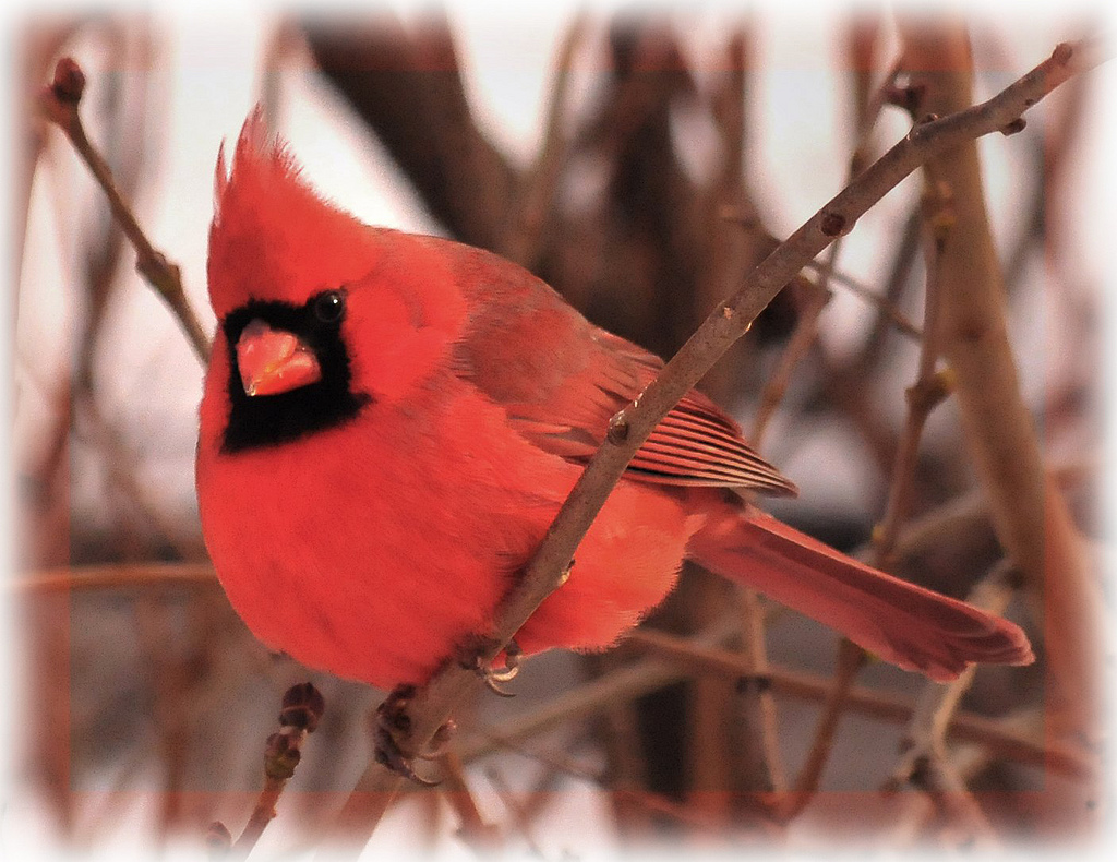 Red Cardinal - MyConfinedSpace