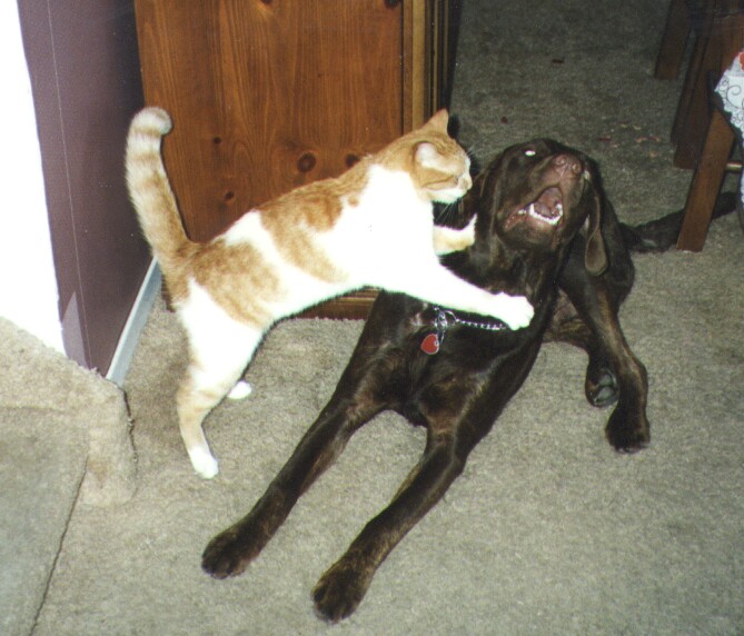 Violent Cats 3.jpg