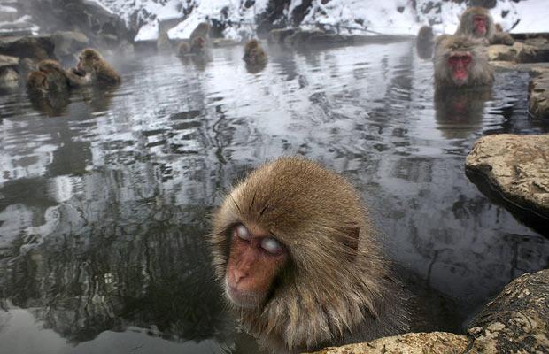 Ice Ice Monkey - MyConfinedSpace