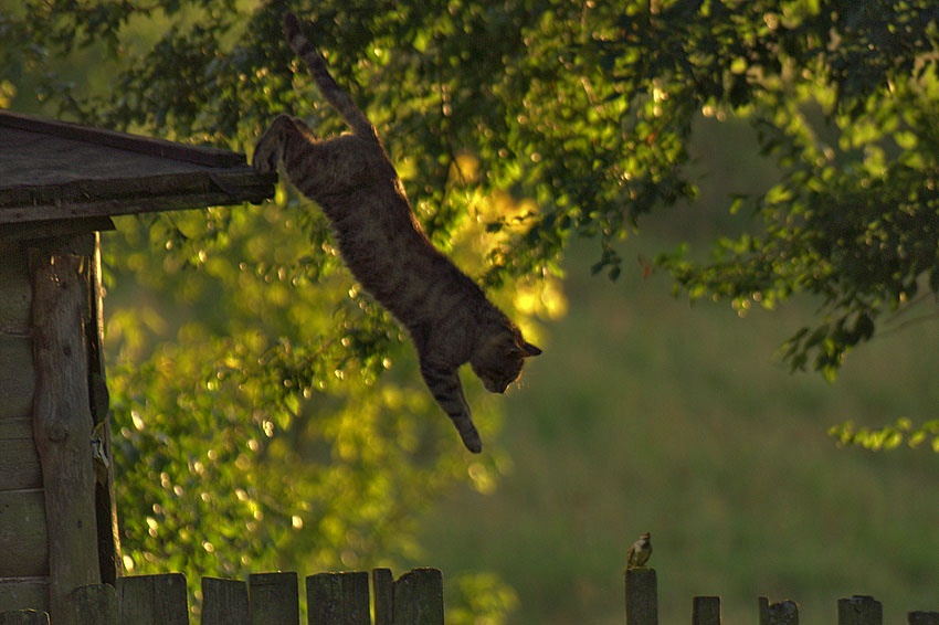 Pouncing Cat - MyConfinedSpace