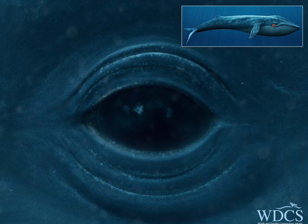 Blue Whale Eye - MyConfinedSpace