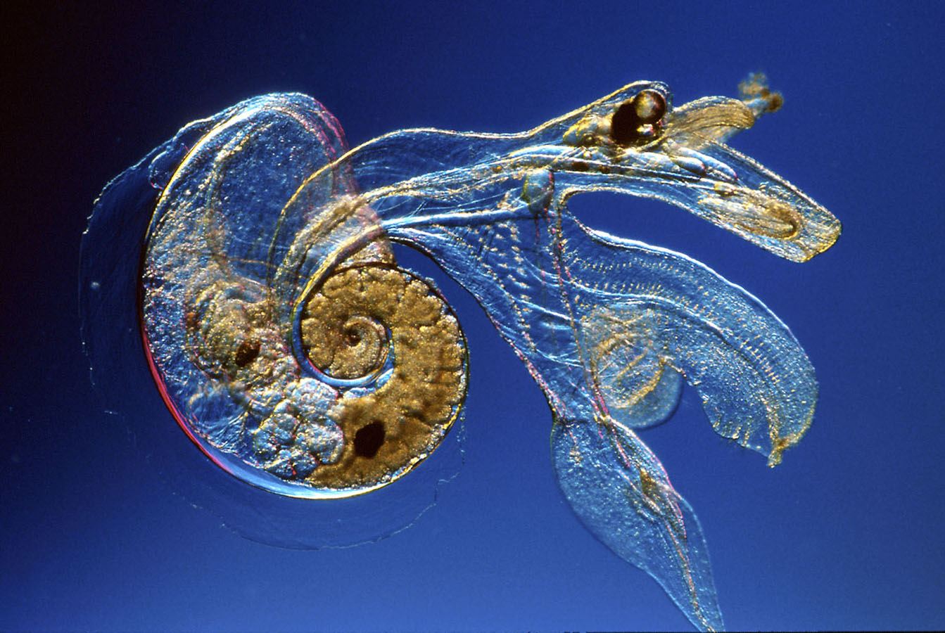 Beautiful Mollusks - MyConfinedSpace